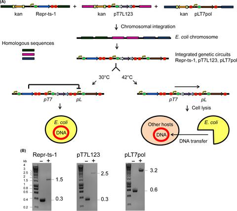 T7 RNA聚合酶驱动的诱导性细胞裂解，用于将DNA从大肠杆菌转移到枯草芽孢杆菌,Microbial Biotechnology - X-MOL