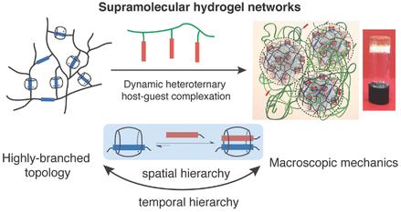 Controlling Spatiotemporal Mechanics of Supramolecular Hydrogel Networks with Highly Branched ...