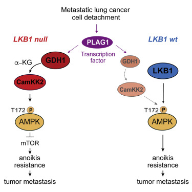 The PLAG1-GDH1 Axis Promotes Anoikis Resistance and Tumor Metastasis ...