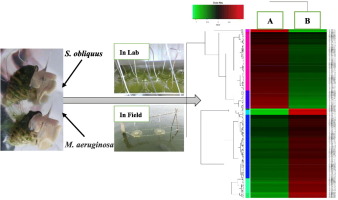 Transcriptomic responses of the freshwater snail (Parafossarulus ...