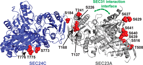 Dynamic Glycosylation Governs the Vertebrate COPII Protein Trafficking ...