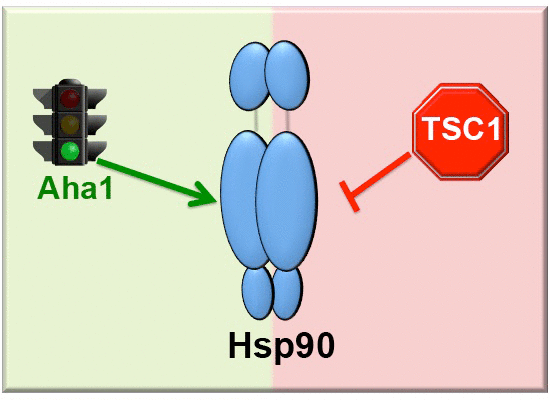 抑癌基因 Tsc1 是一种新的 Hsp90 共伴侣蛋白，可促进激酶和非激酶客户的折叠,The EMBO Journal - X-MOL