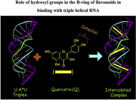 黄酮类化合物B环中的羟基在Poly（U）.Poly（A）* Poly（U）Triplex Hoogsteen配对的第三链稳定中的作用 ...