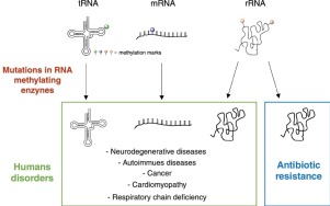 Mutations in RNA methylating enzymes in disease