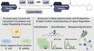 Protein lipoylation: an evolutionarily conserved metabolic regulator of ...