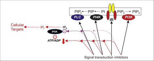 Protein kinase- and lipase inhibitors of inositide metabolism deplete ...