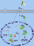 mhrt与心肌素相互作用调节心肌肥大的机制,Cellular Signalling - X-MOL