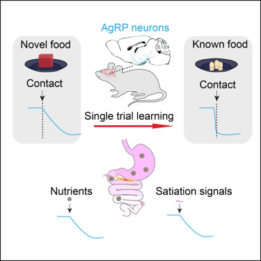 Nutritive, Post-ingestive Signals Are the Primary Regulators of AgRP ...