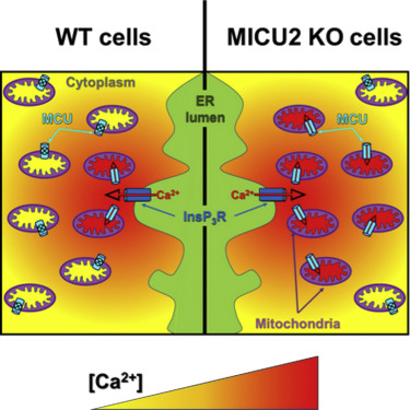 MICU2通过调节MICU1介导的抑制和激活MCU的阈值和增益来限制InsP3R和MCU通道之间的空间串扰。,Cell Reports - X-MOL