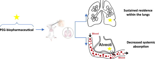 PEGylation, an approach for improving the pulmonary delivery of ...