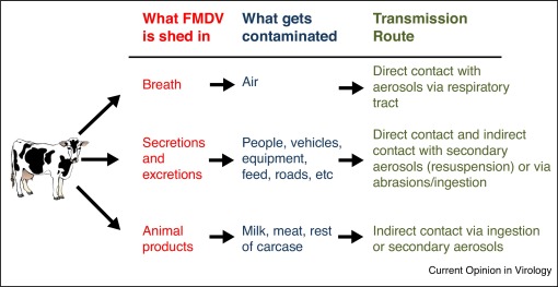 Understanding the transmission of foot-and-mouth disease virus at ...