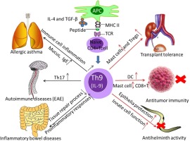IL-9 and Th9 cells in health and diseases—From tolerance to ...