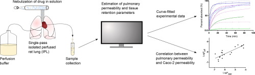 Pulmonary absorption – estimation of effective pulmonary permeability ...