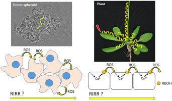 ROS-induced ROS release in plant and animal cells,Free Radical Biology ...