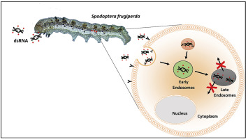 内体中dsRNA的积累导致秋季粘虫 Spodoptera frugiperda 中的低效率RNA干扰 ,Insect Biochemistry ...