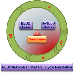 Functions and substrates of NEDDylation during cell cycle in the ...