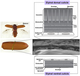 Development and ultrastructure of the rigid dorsal and flexible ventral ...