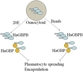 20-Hydroxyecdysone promotes release of GBP-binding protein from ...
