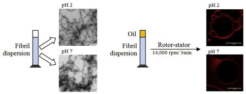 Assessing the potential of whey protein fibril as emulsifier,Journal of ...