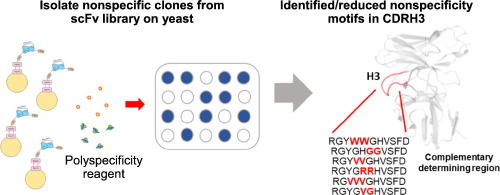 减少合成抗体文库中的非特异性基序,Journal of Molecular Biology - X-MOL