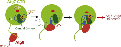 Atg7 Activates an Autophagy-Essential Ubiquitin-like Protein Atg8 ...