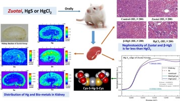 藏药 左台 汞，β-HgS和HgCl 2 在小鼠肾脏中的化学形态，空间分布和毒性,Journal of Trace Elements in ...