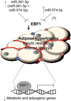 MicroRNAs-361-5p and miR-574-5p associate with human adipose morphology ...
