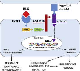 Relaxin induces up-regulation of ADAM10 metalloprotease in RXFP1 ...