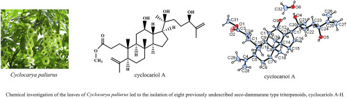 Seco -dammarane triterpenoids from the leaves of Cyclocarya paliurus ...
