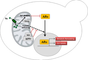 Nitric oxide prevents Aft1 activation and metabolic remodeling in ...