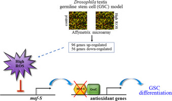 小黑手党在维持 果蝇 睾丸生殖系干细胞的功能,Redox Biology - X-MOL