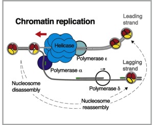The architecture and function of the chromatin replication machinery ...