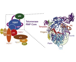 Structural biology of telomerase and its interaction at telomeres ...
