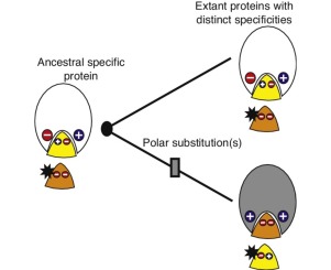 Evolution of protein specificity: insights from ancestral protein ...