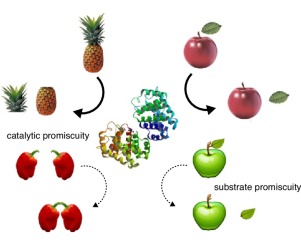 Shining a light on enzyme promiscuity,Current Opinion in Structural ...