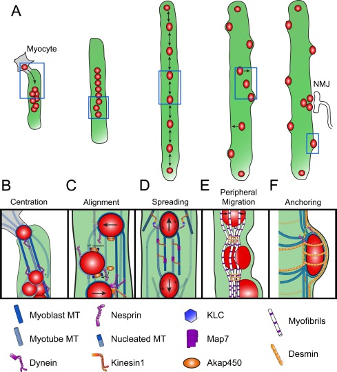骨骼肌中的核定位,Seminars in Cell & Developmental Biology - X-MOL