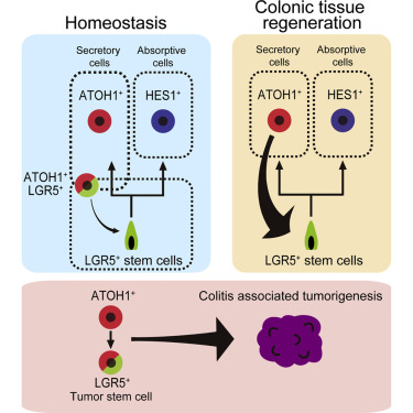 Contribution of ATOH1+ Cells to the Homeostasis, Repair, and ...