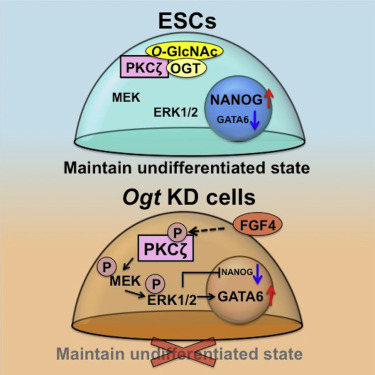 O-GlcNAc on PKCζ Inhibits the FGF4-PKCζ-MEK-ERK1/2 Pathway via ...