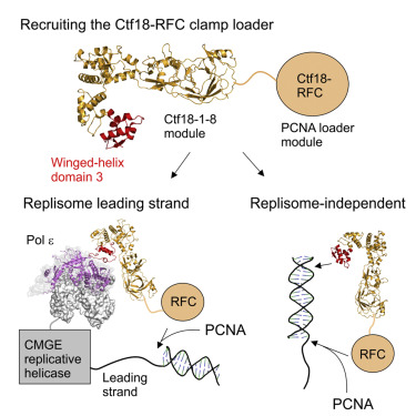 Structural Basis for the Recruitment of Ctf18-RFC to the Replisome.,Structure - X-MOL