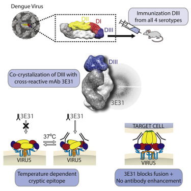 Structural and Functional Characterization of a Cross-Reactive Dengue Virus Neutralizing ...