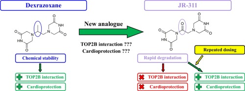 Investigation of novel dexrazoxane analogue JR-311 shows significant ...