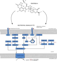 The fungal neurotoxin penitrem A induces the production of reactive ...