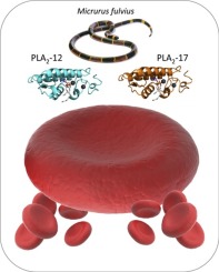 Intravascular hemolysis induced by phospholipases A 2 from the venom of ...