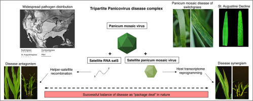 De novo generation of helper virus-satellite chimera RNAs results in ...