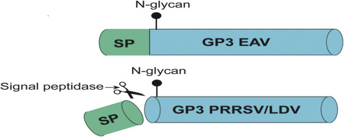 Differences in signal peptide processing between GP3 glycoproteins of ...