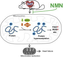Short-term administration of Nicotinamide Mononucleotide preserves ...