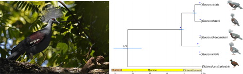 Recovering the evolutionary history of crowned pigeons (Columbidae ...