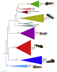 A preliminary molecular phylogeny of shield-bearer moths (Lepidoptera ...