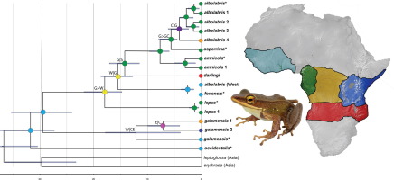 Diversity and biogeography of frogs in the genus Amnirana (Anura ...