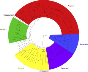Mitogenomics supports an unexpected taxonomic relationship for the ...